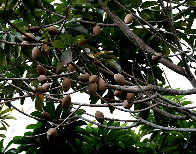 Mamey Magic: How Miami-Dade's Favorite Fruit Shaped Local Traditions ...