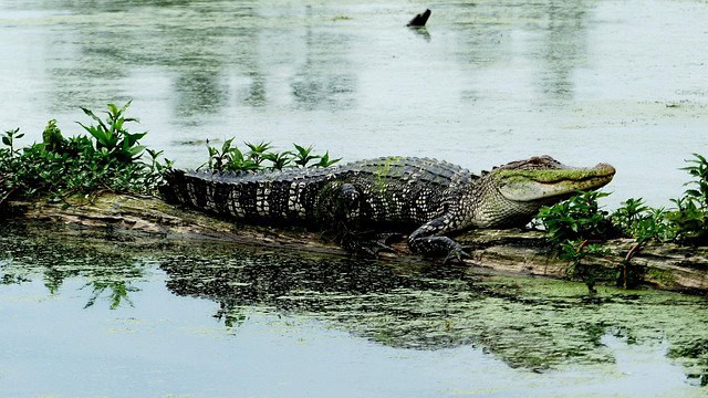 Grappling Gators in St. Augustine: The Untold Tales of a Fading ...