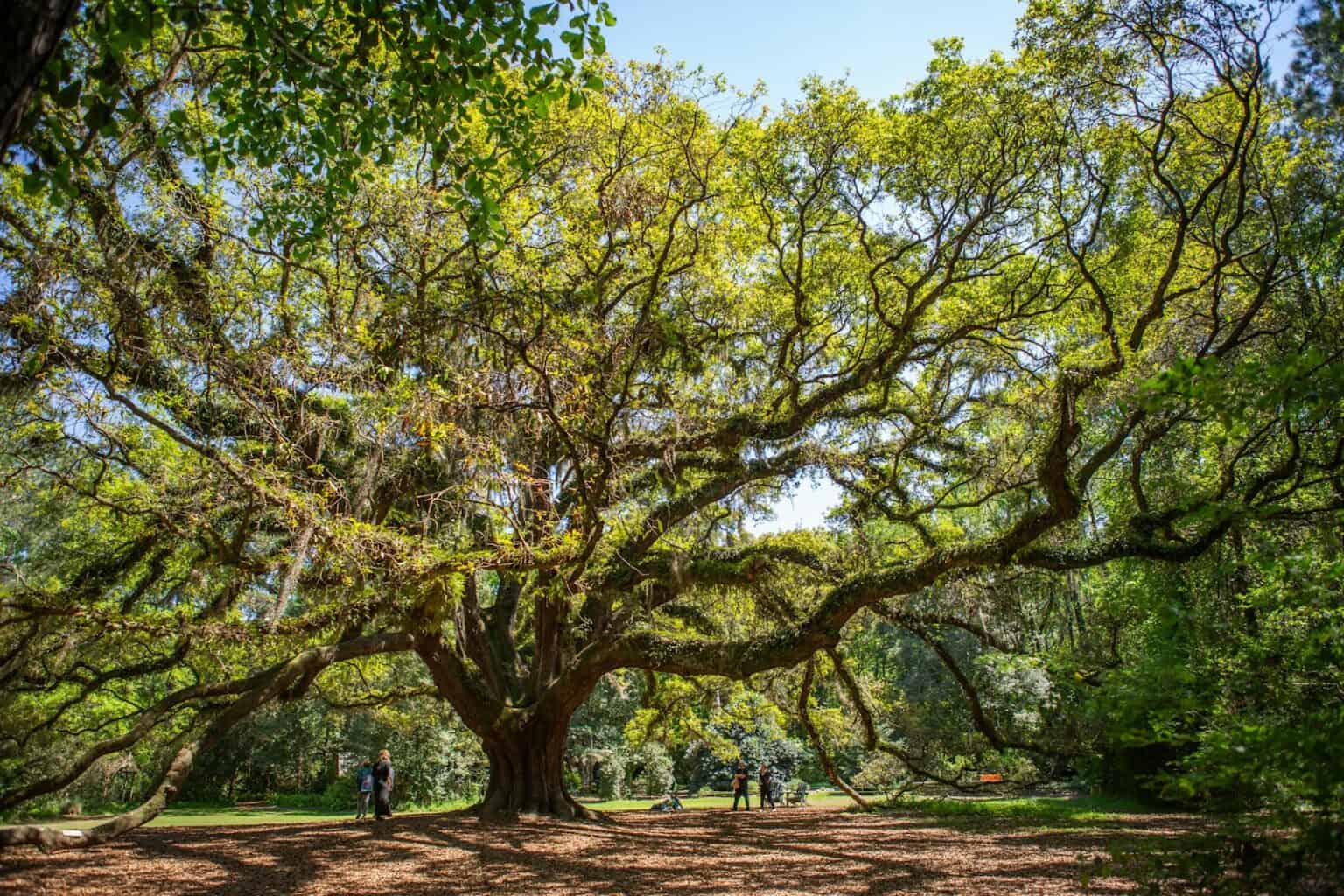 Alfred B. Maclay Gardens State Park: A Botanical Sanctuary in Tallahassee