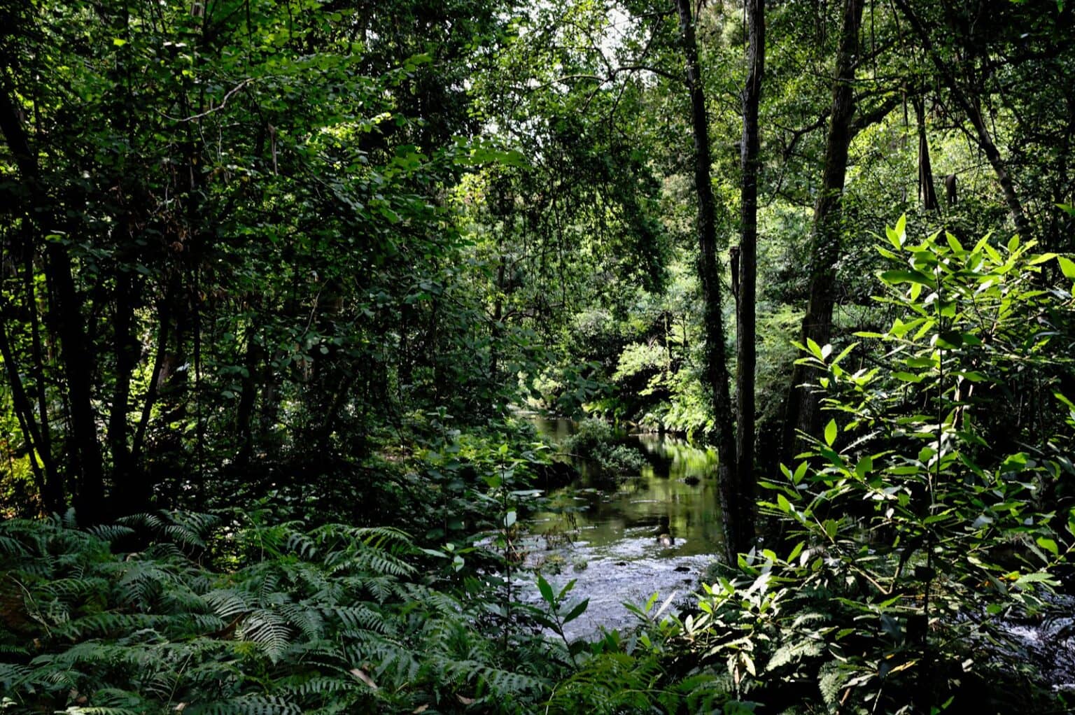 Apalachicola National Forest: Florida’s Wild Heart of Pine and Swamp