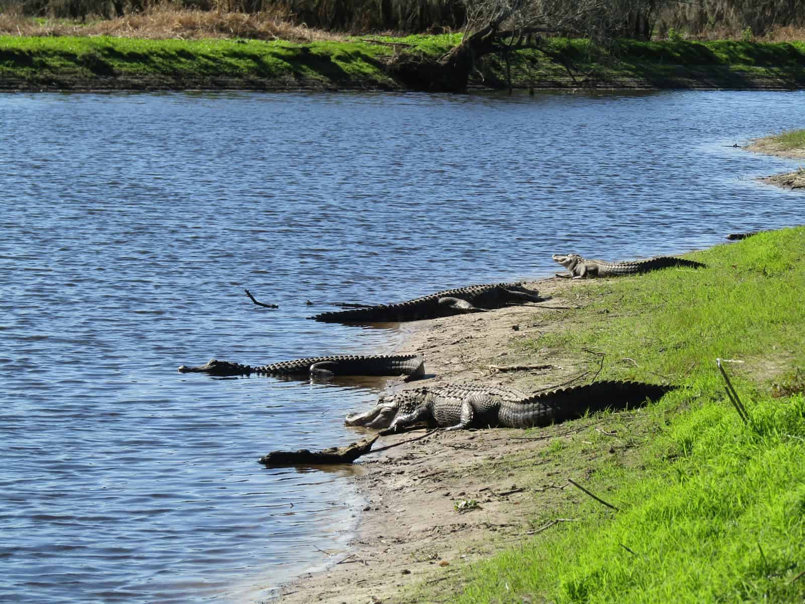 Myakka River State Park and the Long Memory of Water
