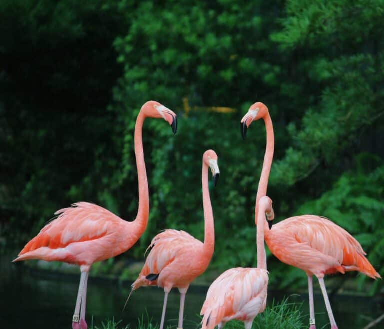 Birding Florida Keys: Best Spots and Seasons
